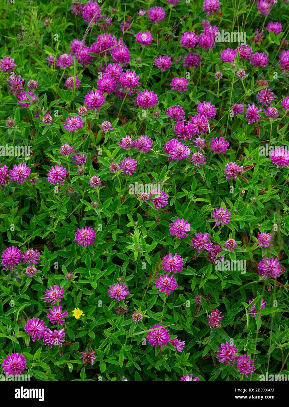 Trifolium pratense growing hi-res stock photography and images - Alamy