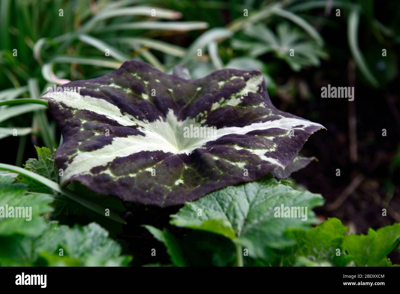 Podophyllum chengii hunan hi-res stock photography and images - Alamy