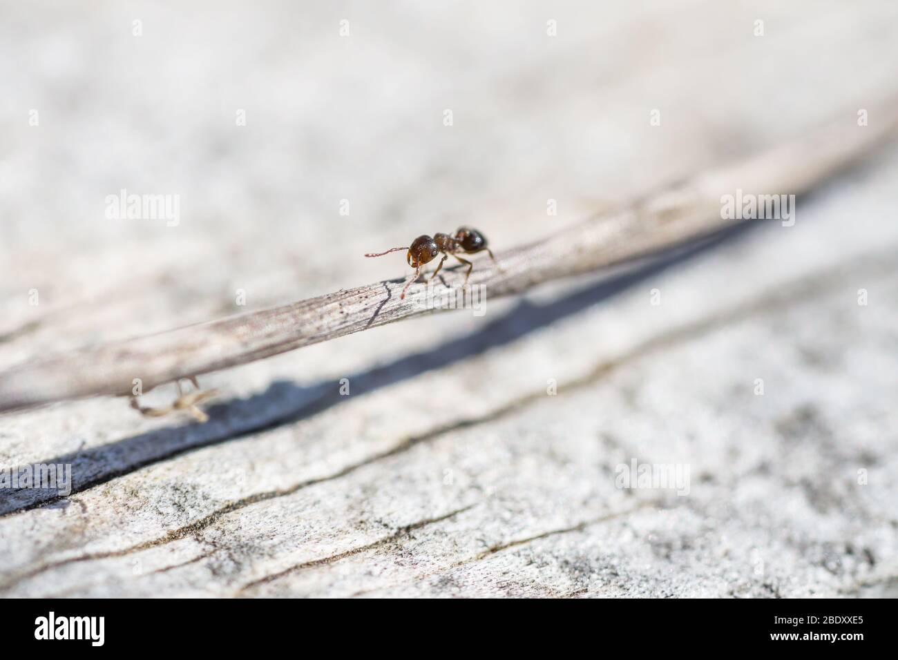 Gaster ants hi-res stock photography and images - Alamy