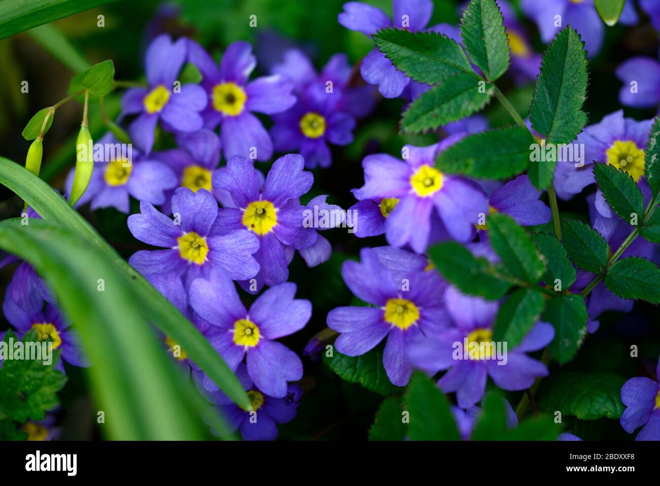 Blue primrose flowers hi-res stock photography and images - Alamy
