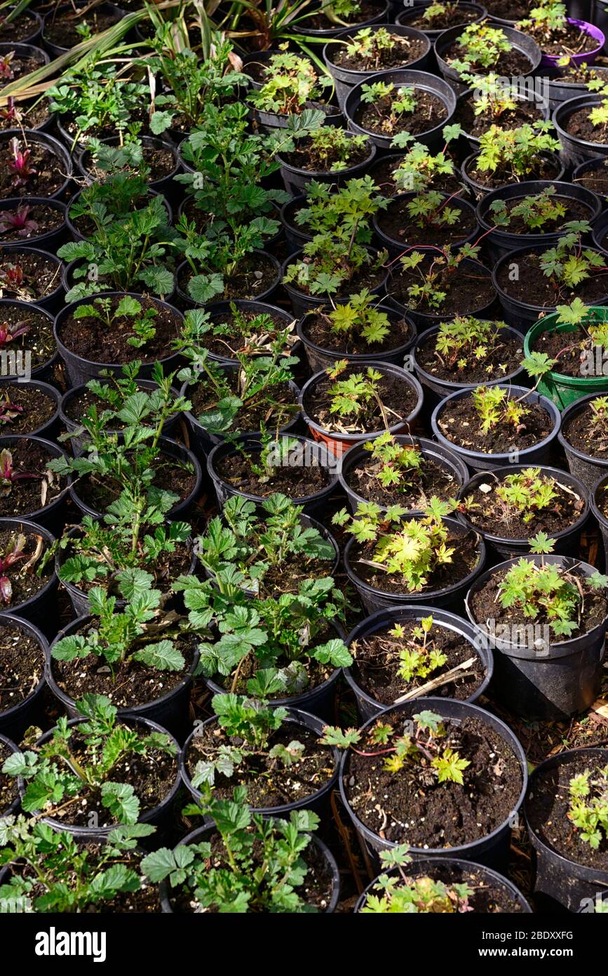 perennial plants,pots of perennials,spring, new growth,ready for ...