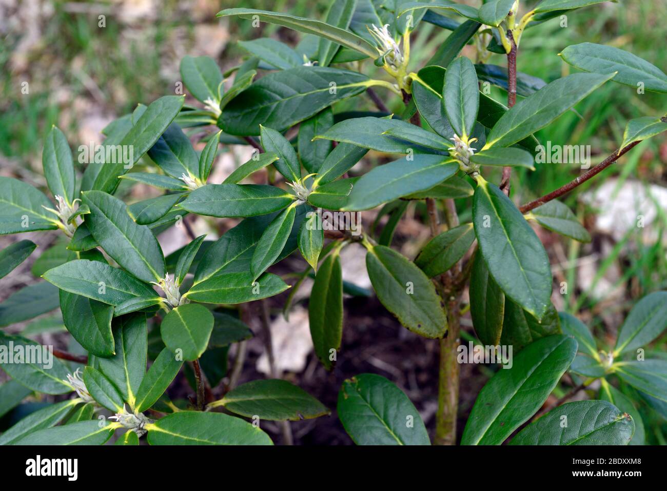rhododendron dichroanthum,dwarf neriiflora specis,compact bush,shrub ...