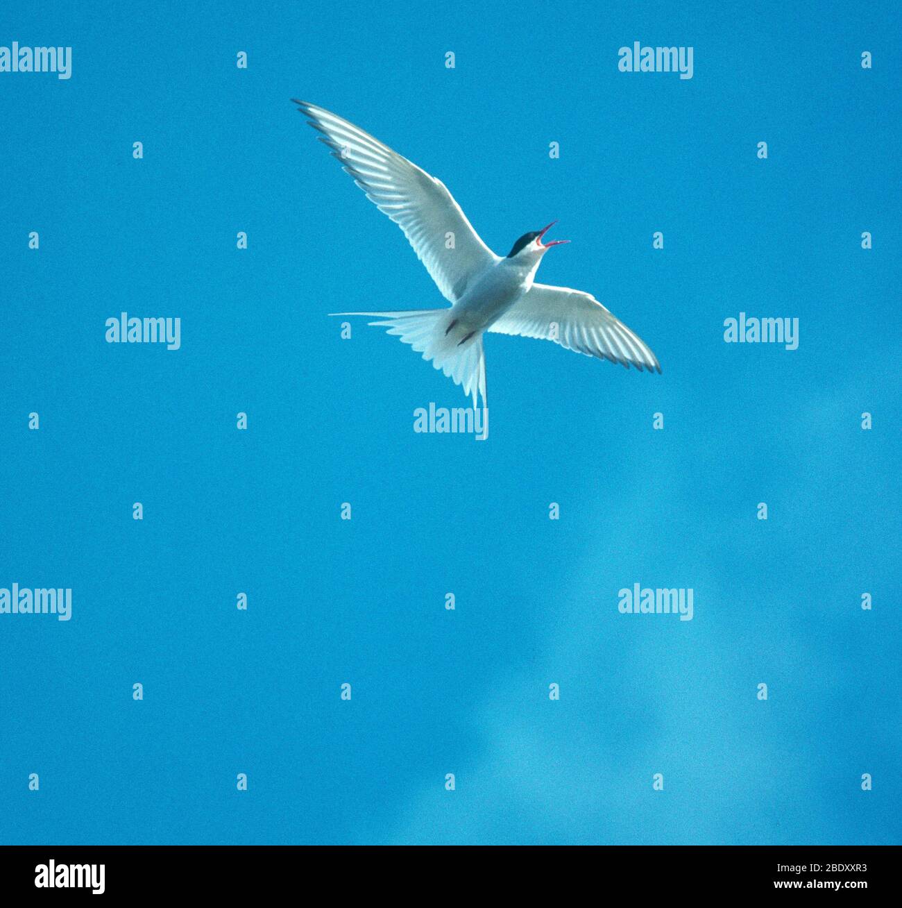 Flying tern hi-res stock photography and images - Alamy