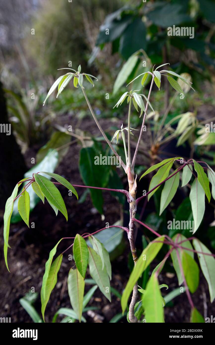 Schefflera rhododendrifolia,Umbrella tree,hardy Umbrella tree ...