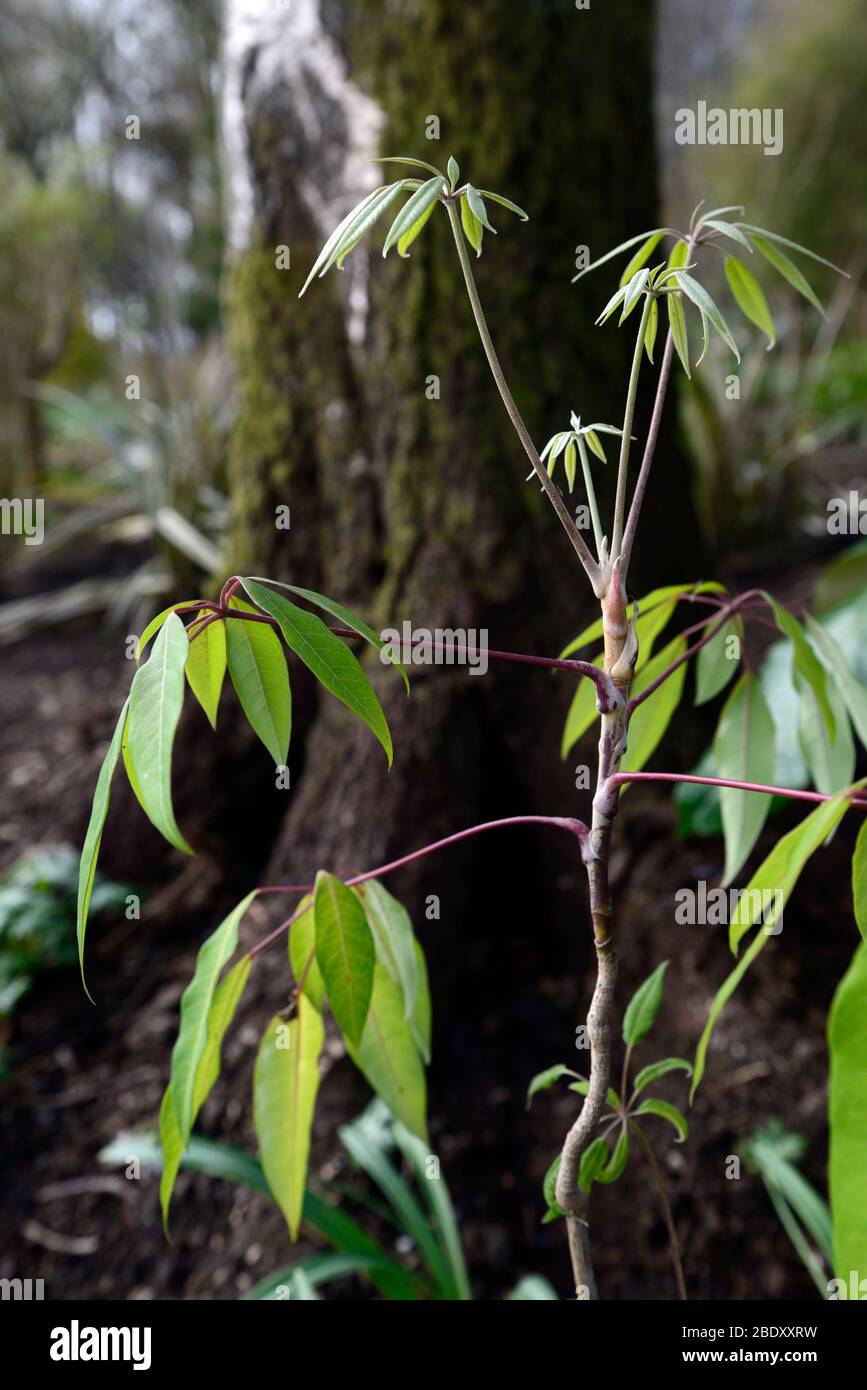 Schefflera rhododendrifolia,Umbrella tree,hardy Umbrella tree ...