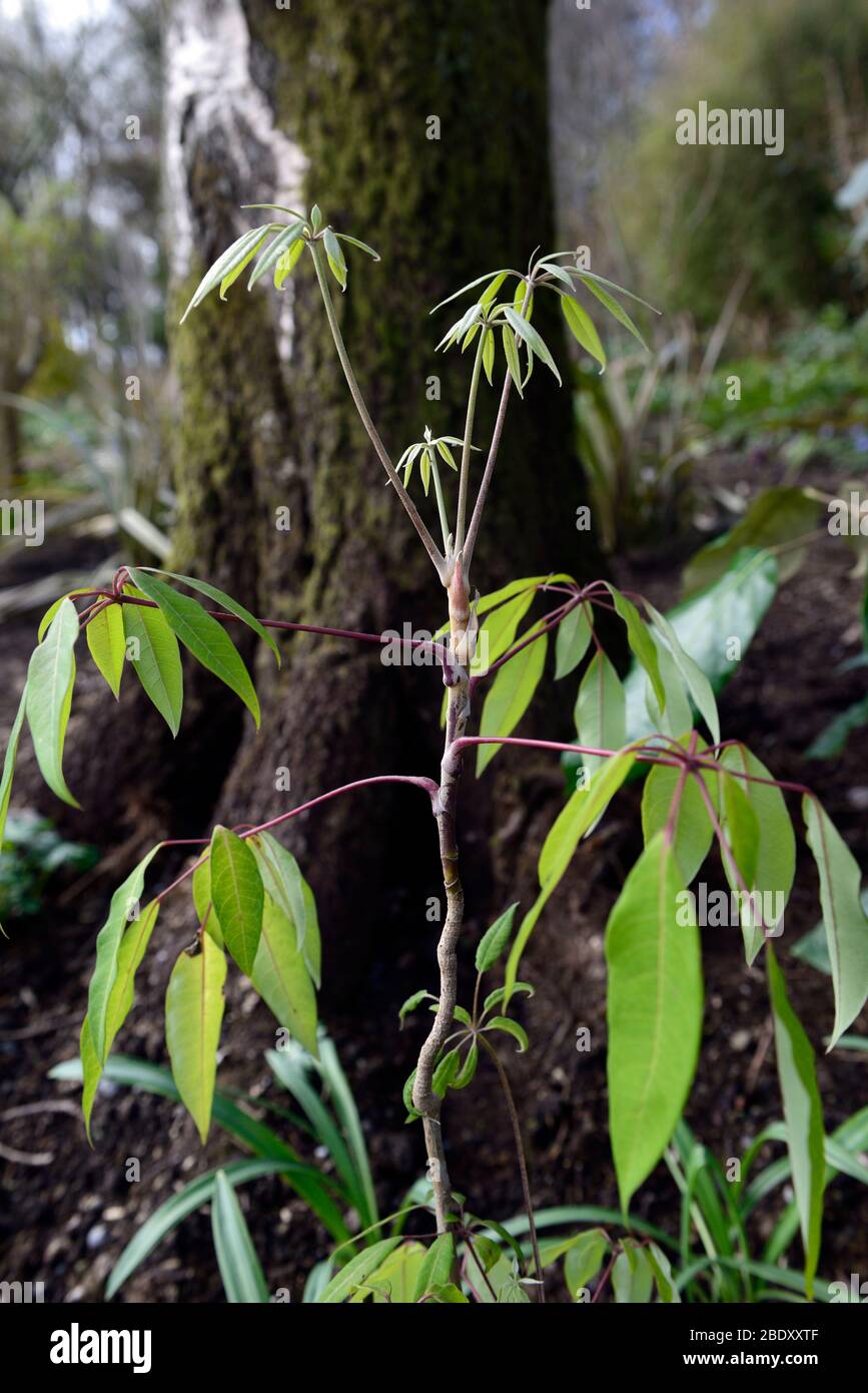 Schefflera rhododendrifolia,Umbrella tree,hardy Umbrella tree ...