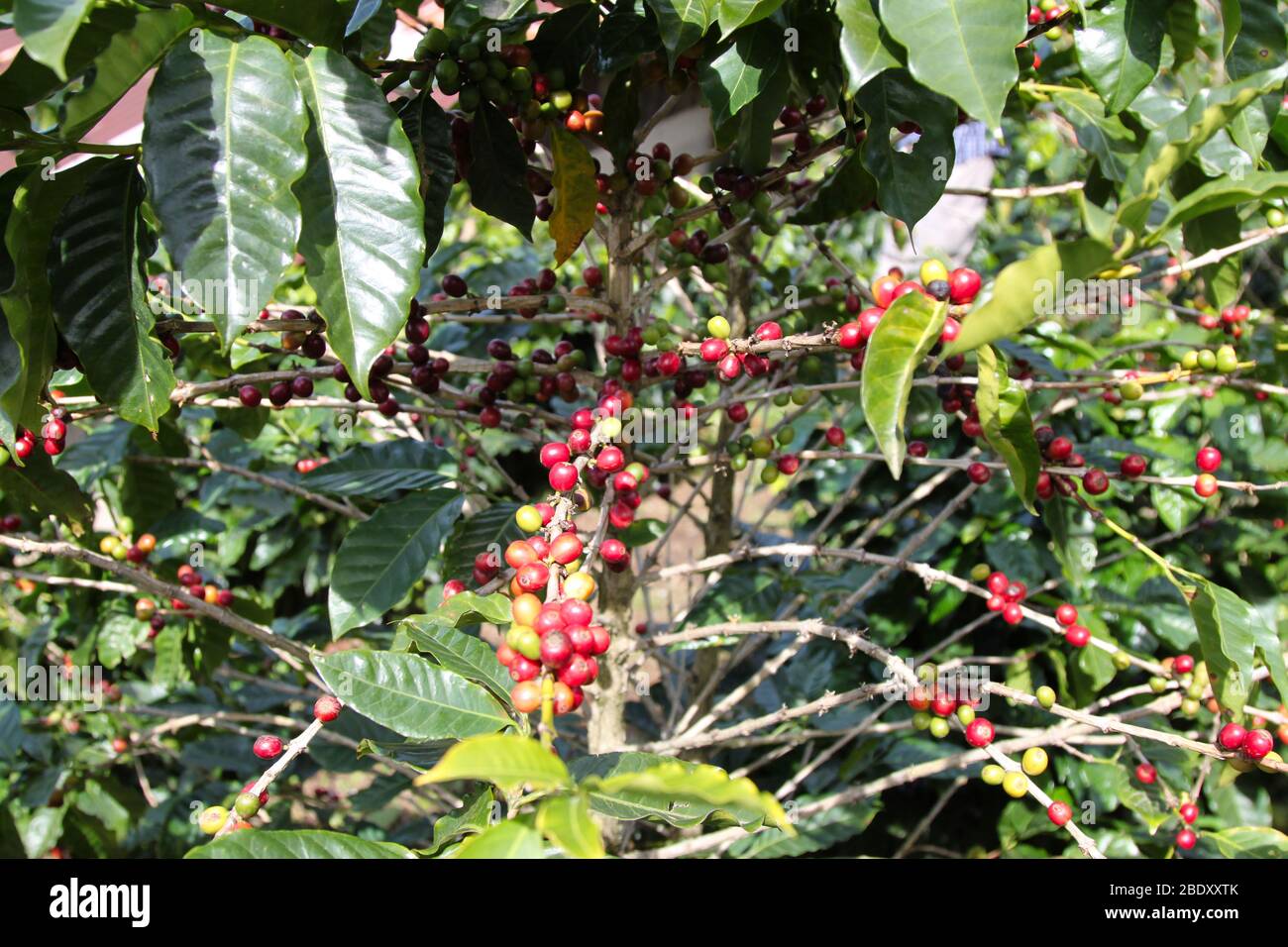 Red costa coffee cup hi-res stock photography and images - Alamy