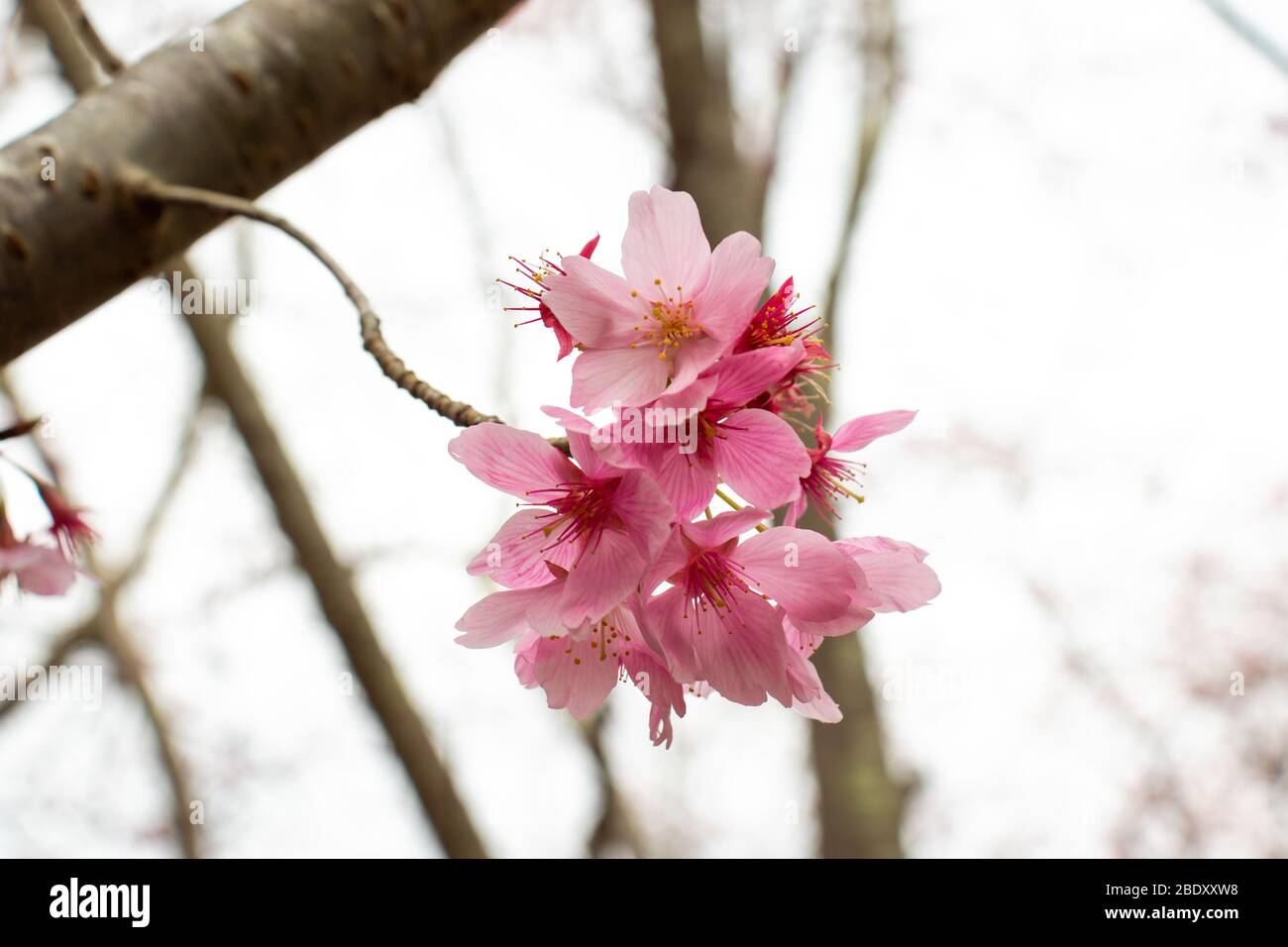 Flowering pink cherry blossom trees in the spring time in Newport News ...