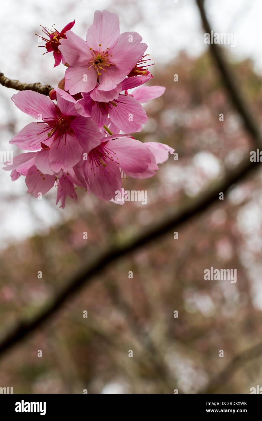 Flowering pink cherry blossom trees in the spring time in Newport News ...