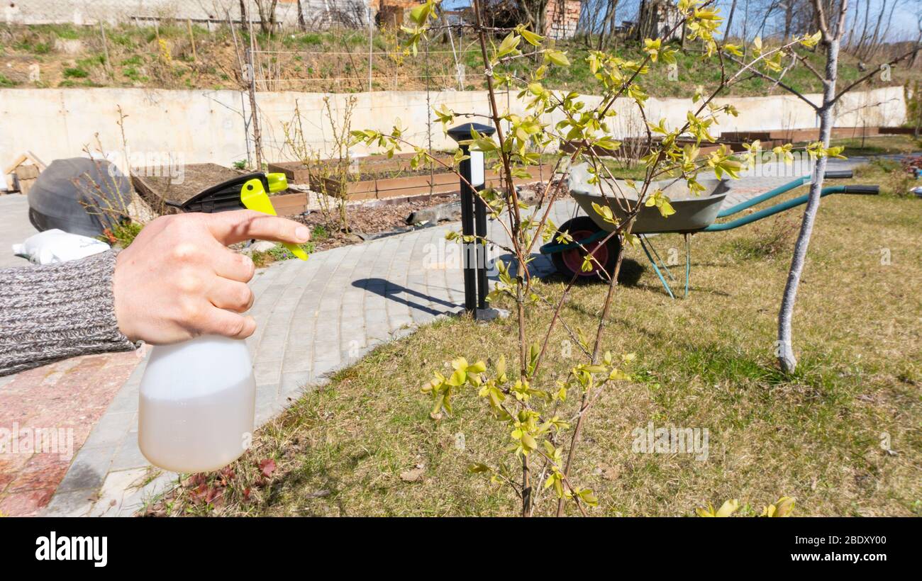 Spraying the orchard against fungal diseases and insect pests in the ...