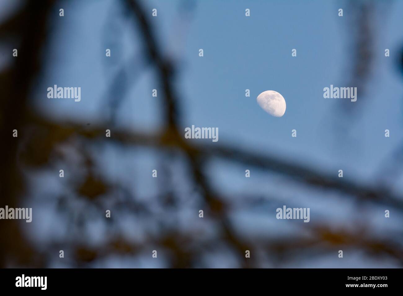 Waxing gibbons moon shinning between bare tree branches Stock Photo - Alamy