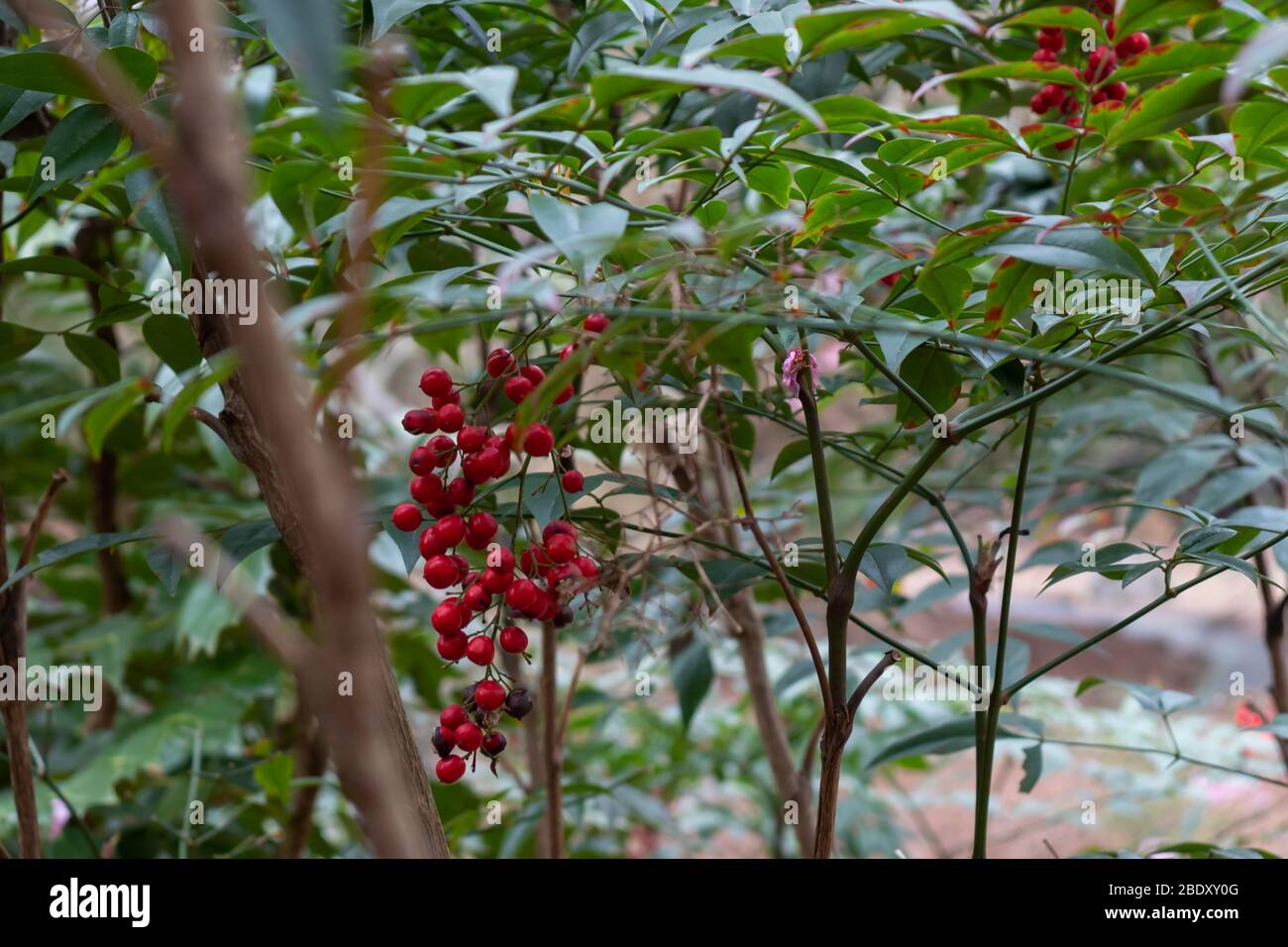 American holly tree hi-res stock photography and images - Alamy