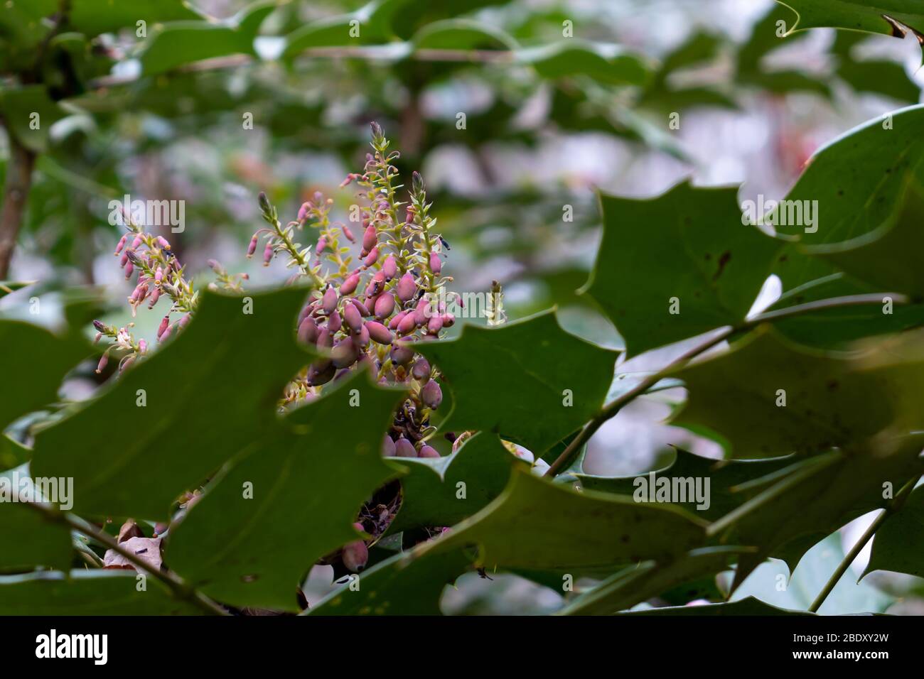 Mahonia plant hi-res stock photography and images - Alamy