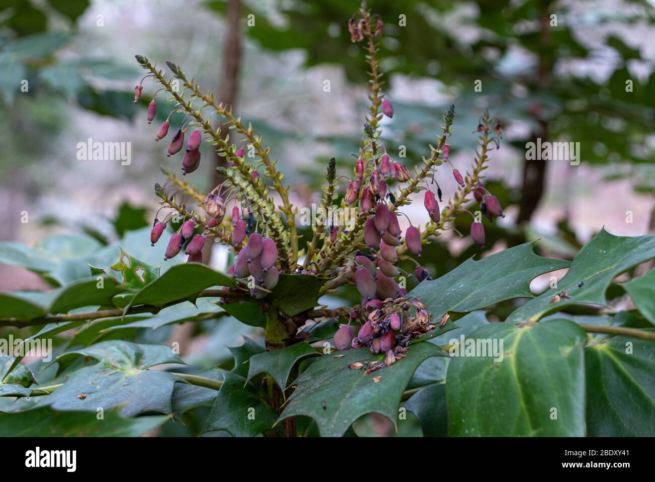 Mahonia plant hi-res stock photography and images - Alamy