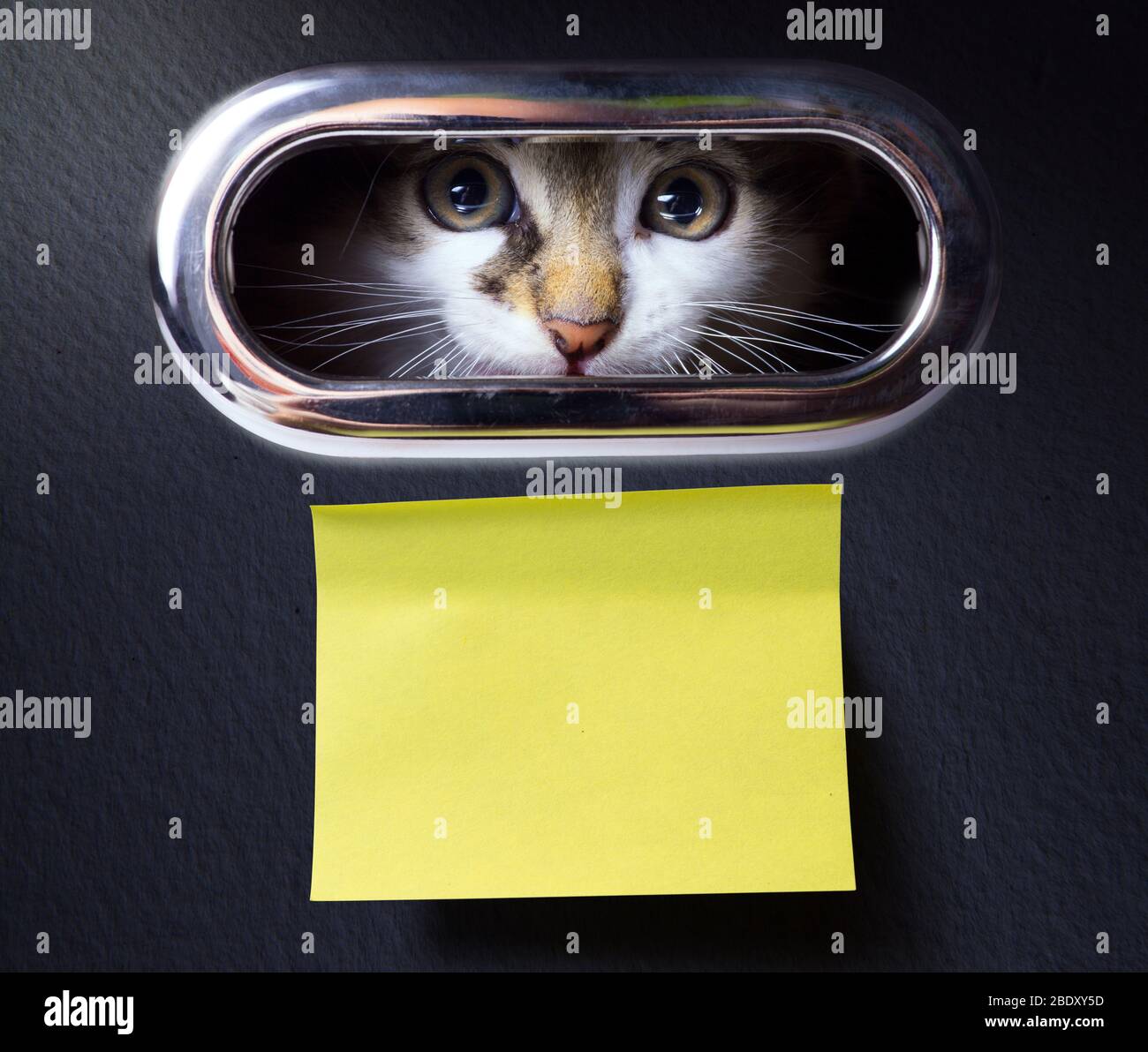 Stay home; Scared kitten locked quarantined in his house Stock Photo ...