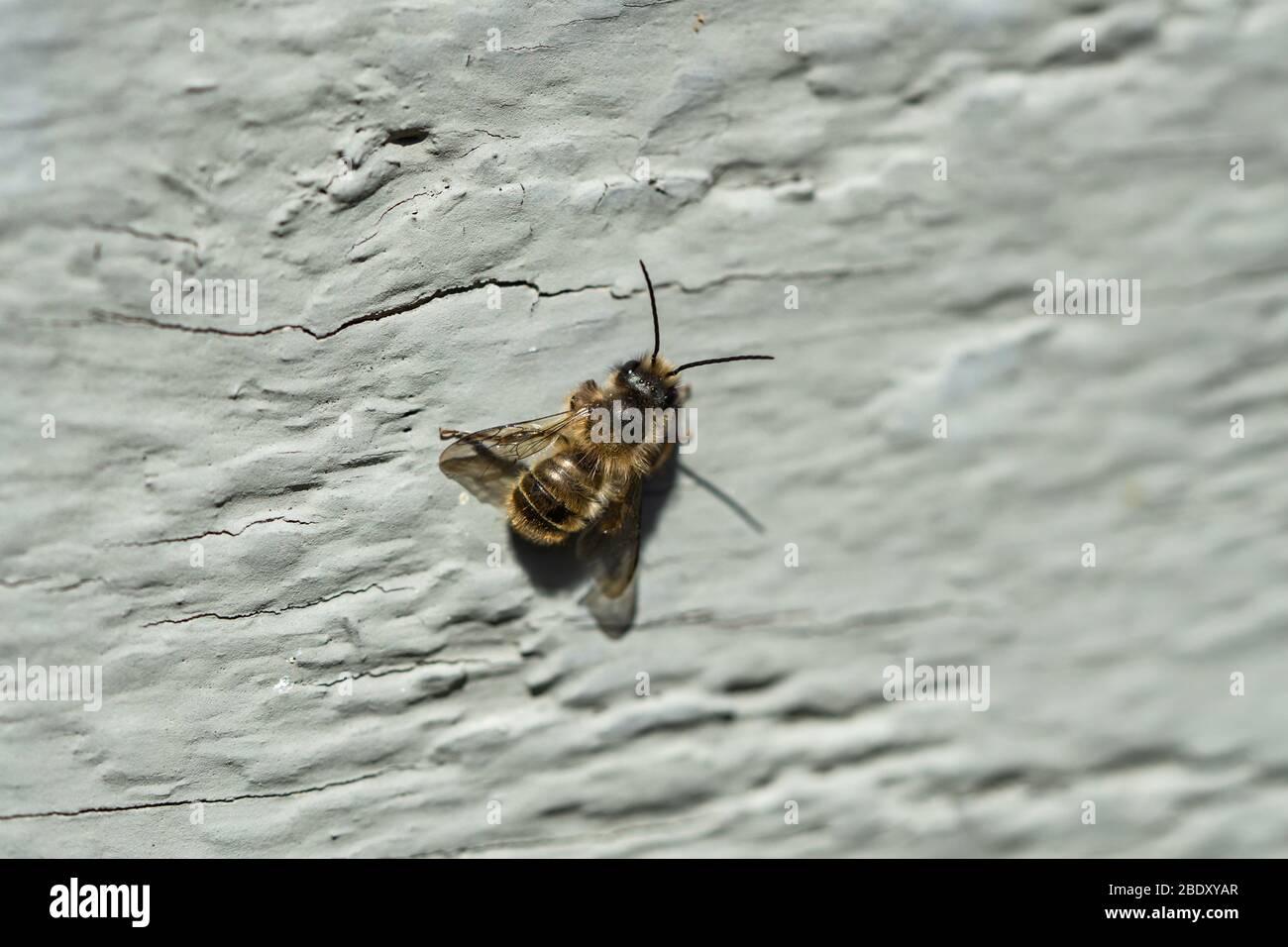 Mason bee isolated hi-res stock photography and images - Alamy