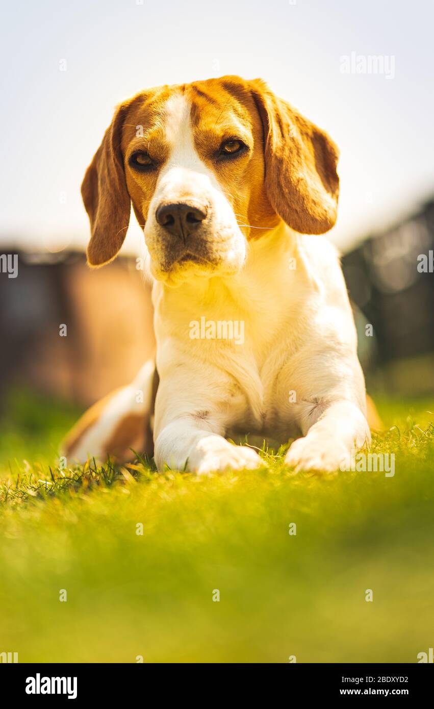 Dog lieing down hi-res stock photography and images - Alamy