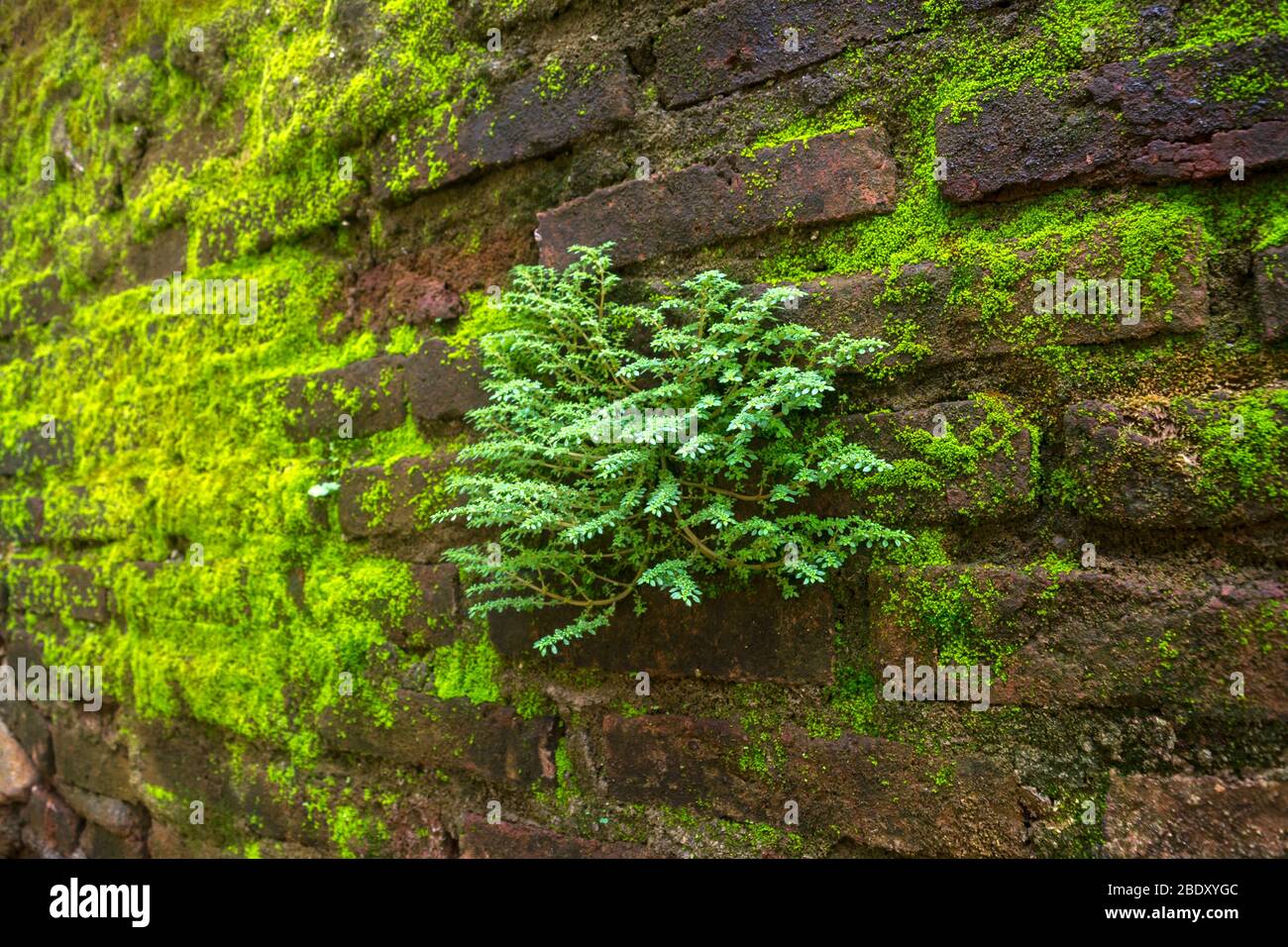 weeds grow on brick walls Stock Photo - Alamy