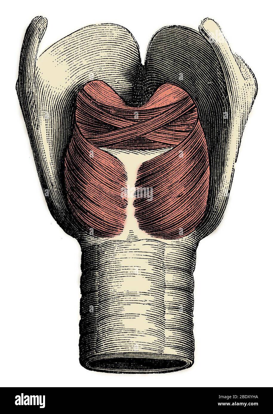 Muscles of the Larynx Stock Photo - Alamy