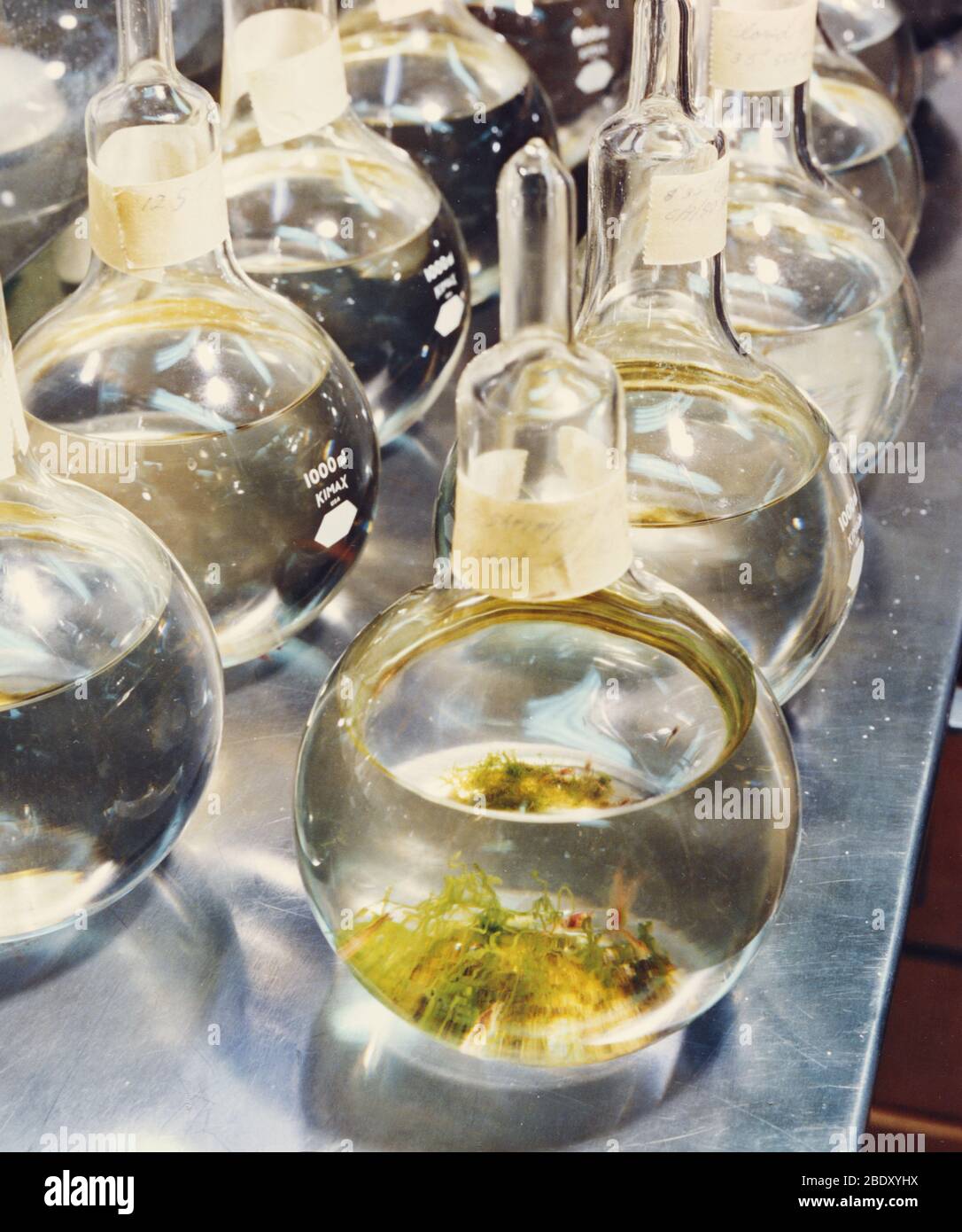 Controlled ecological life support system hi-res stock photography and ...