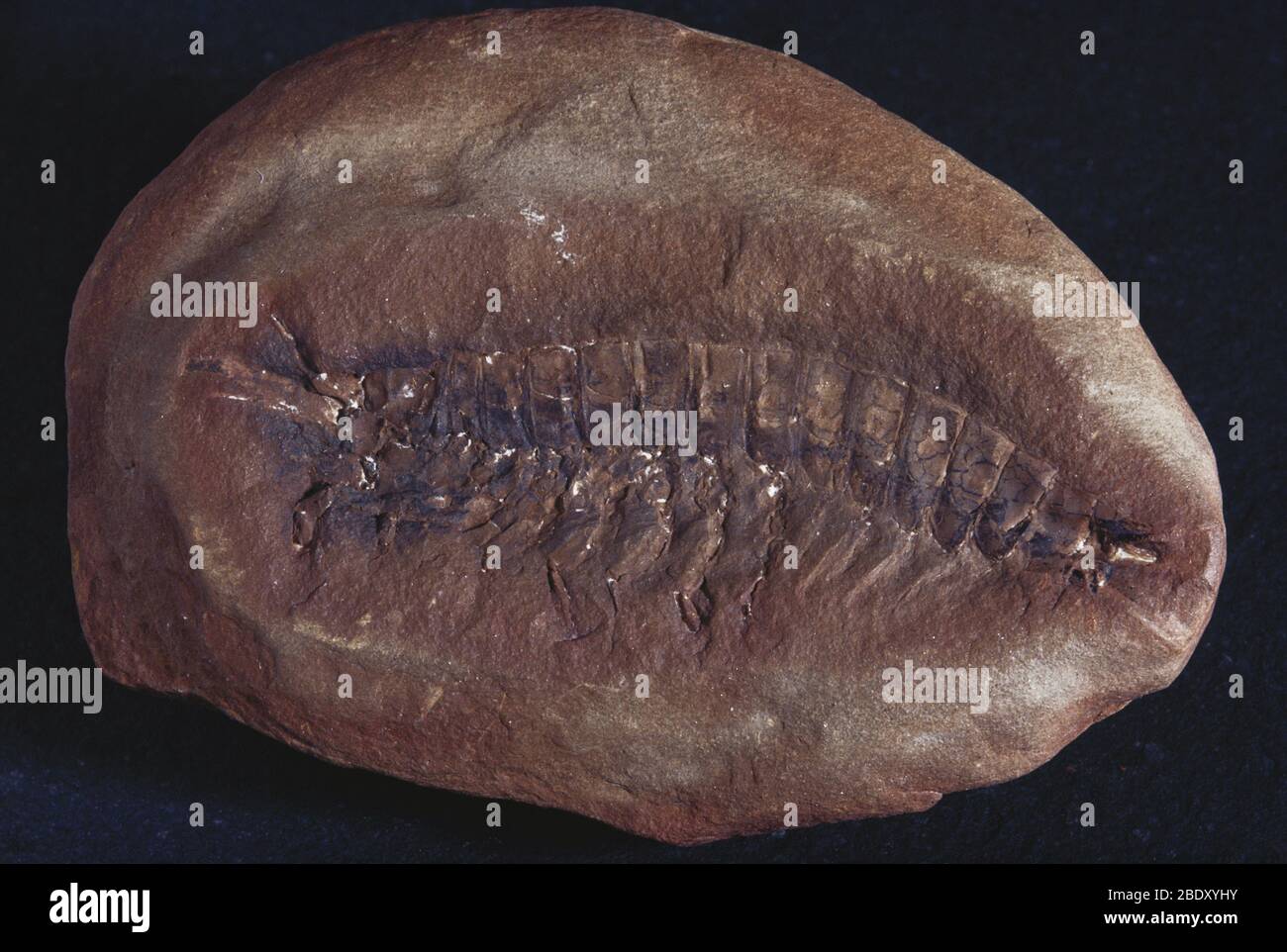 Crustacean fossil hi-res stock photography and images - Alamy