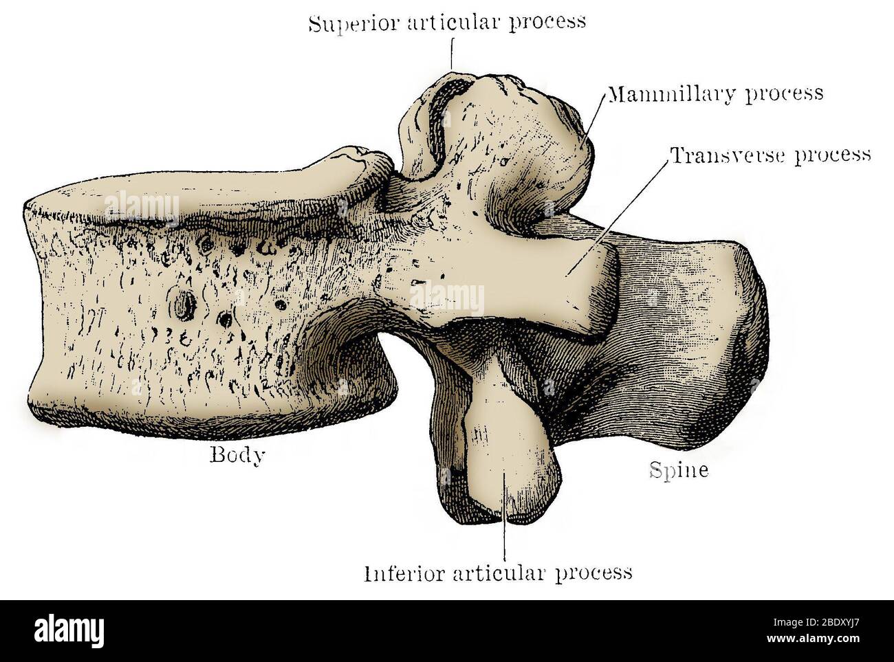 Third Lumbar Vertebra Stock Photo - Alamy
