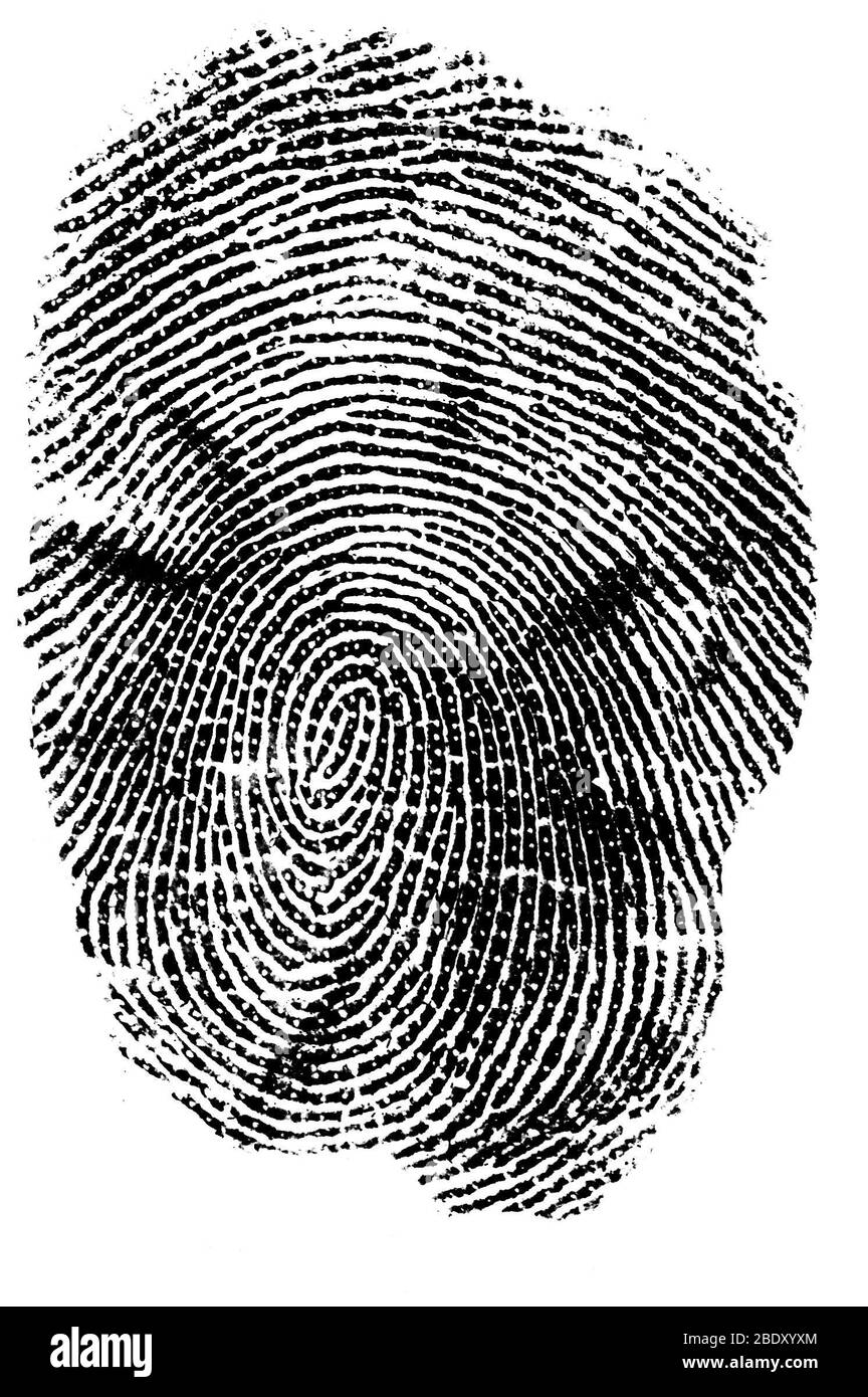 Whorl fingerprint hi-res stock photography and images - Alamy