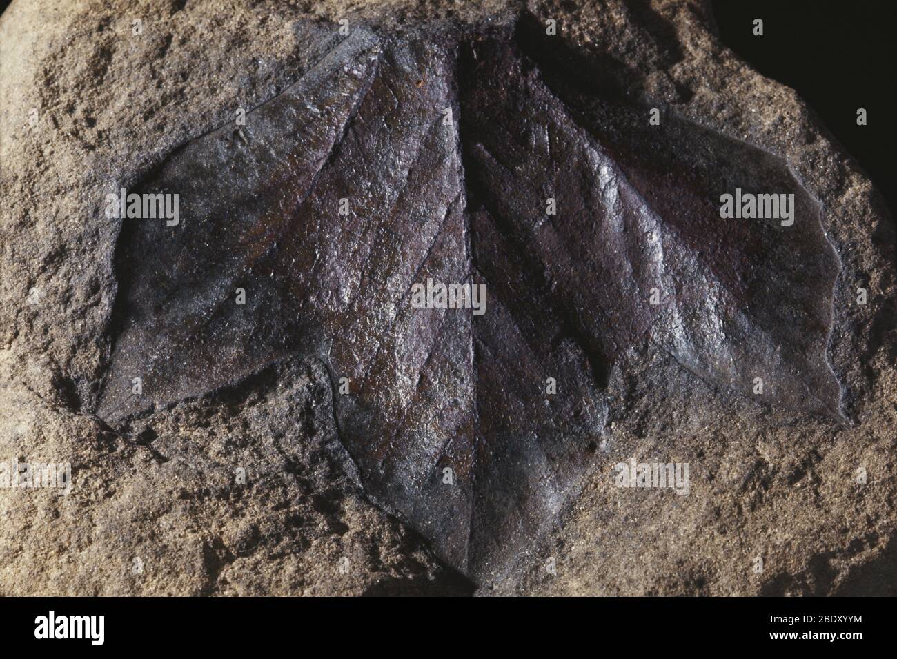 Sassafras fossil hi-res stock photography and images - Alamy