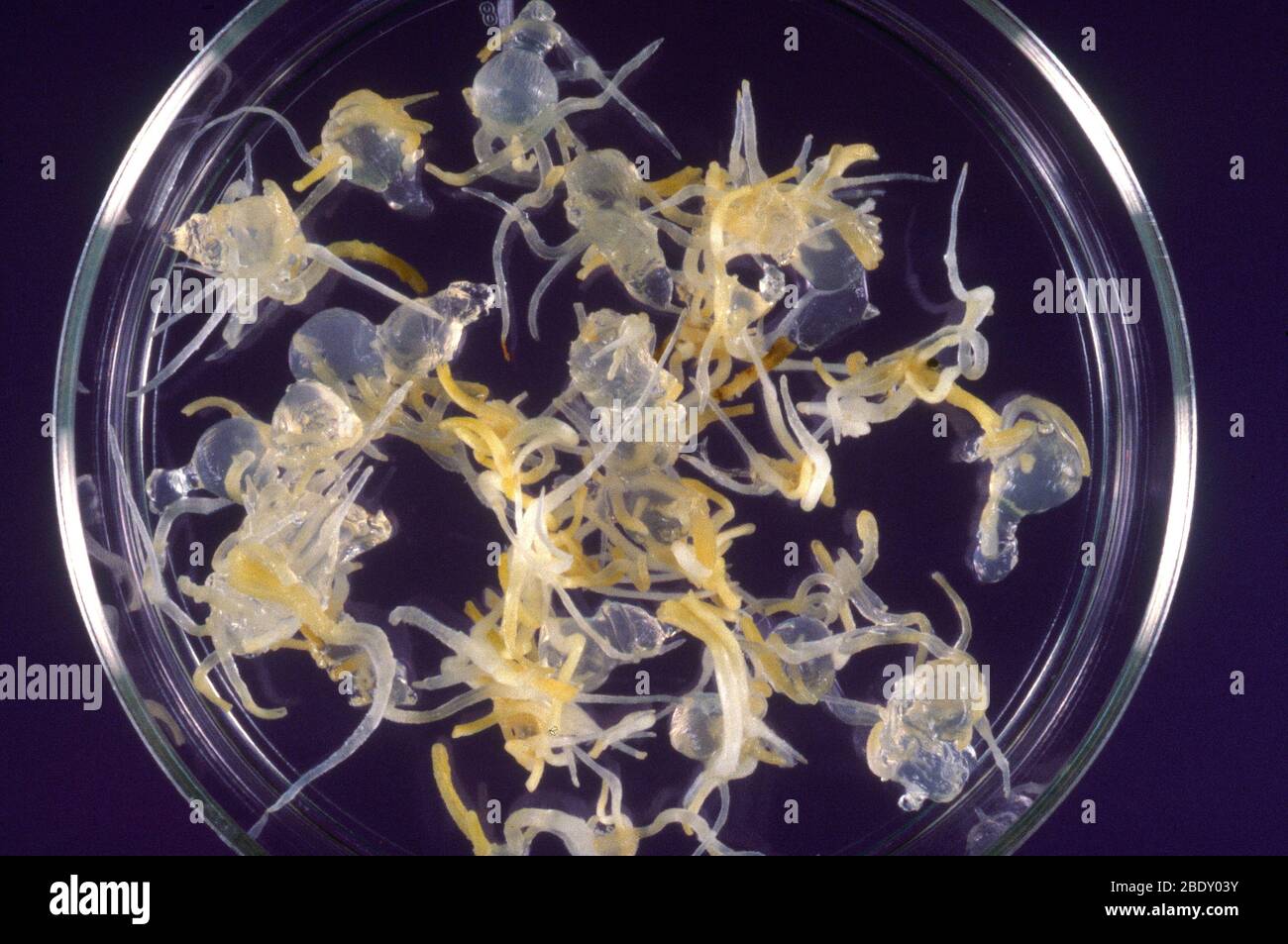 Germinating seeds hi-res stock photography and images - Alamy