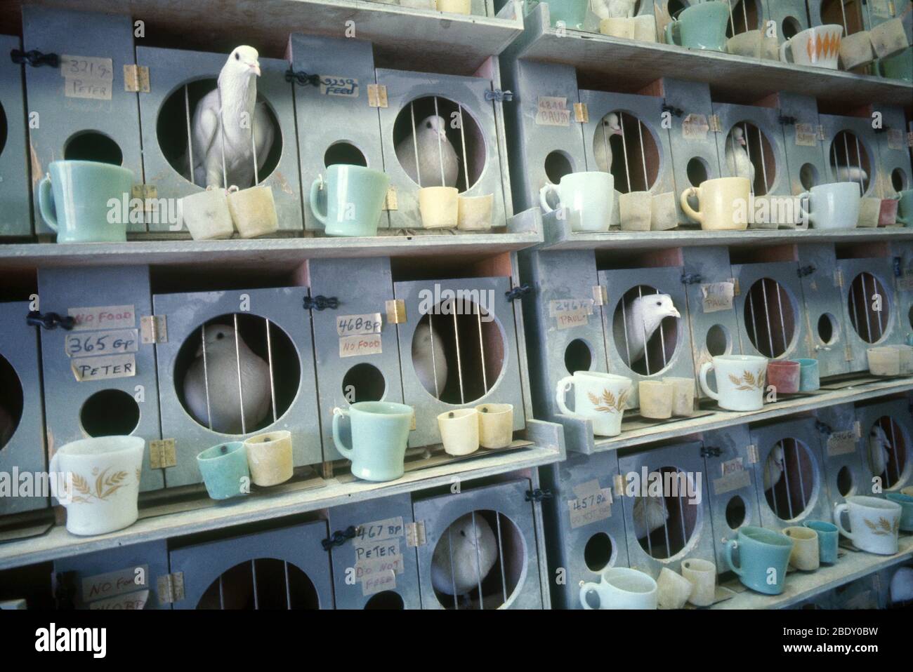 Animal testing cage hi-res stock photography and images - Alamy