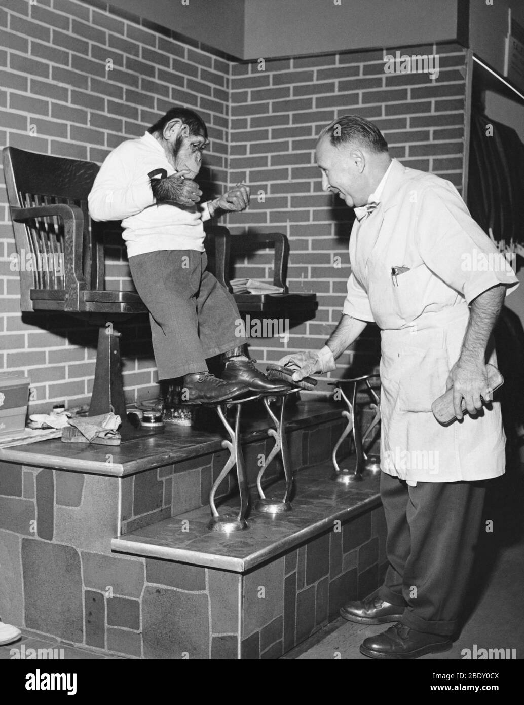 Zippy hi-res stock photography and images - Alamy