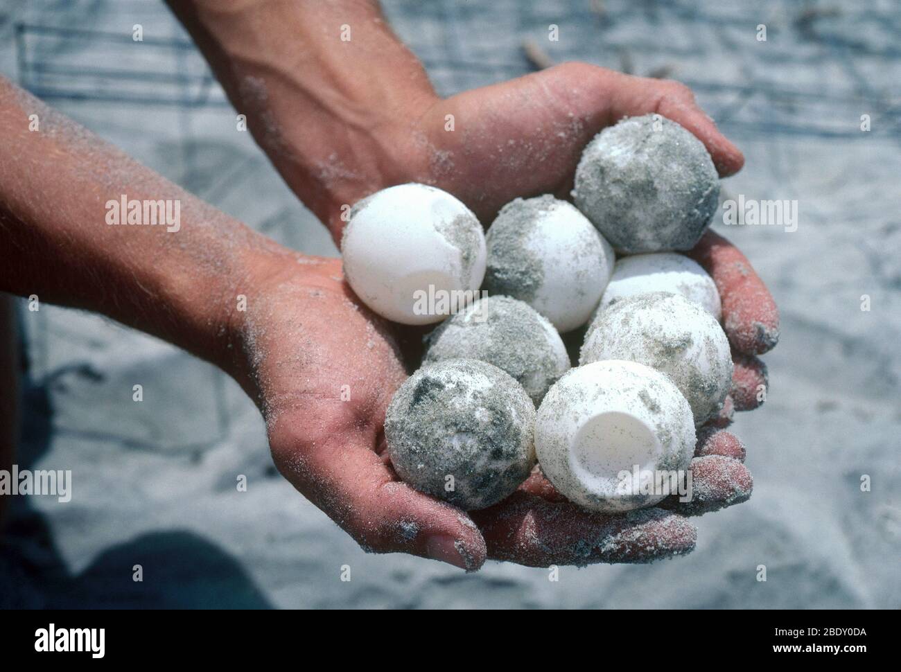 Loggerhead Sea Turtle Eggs