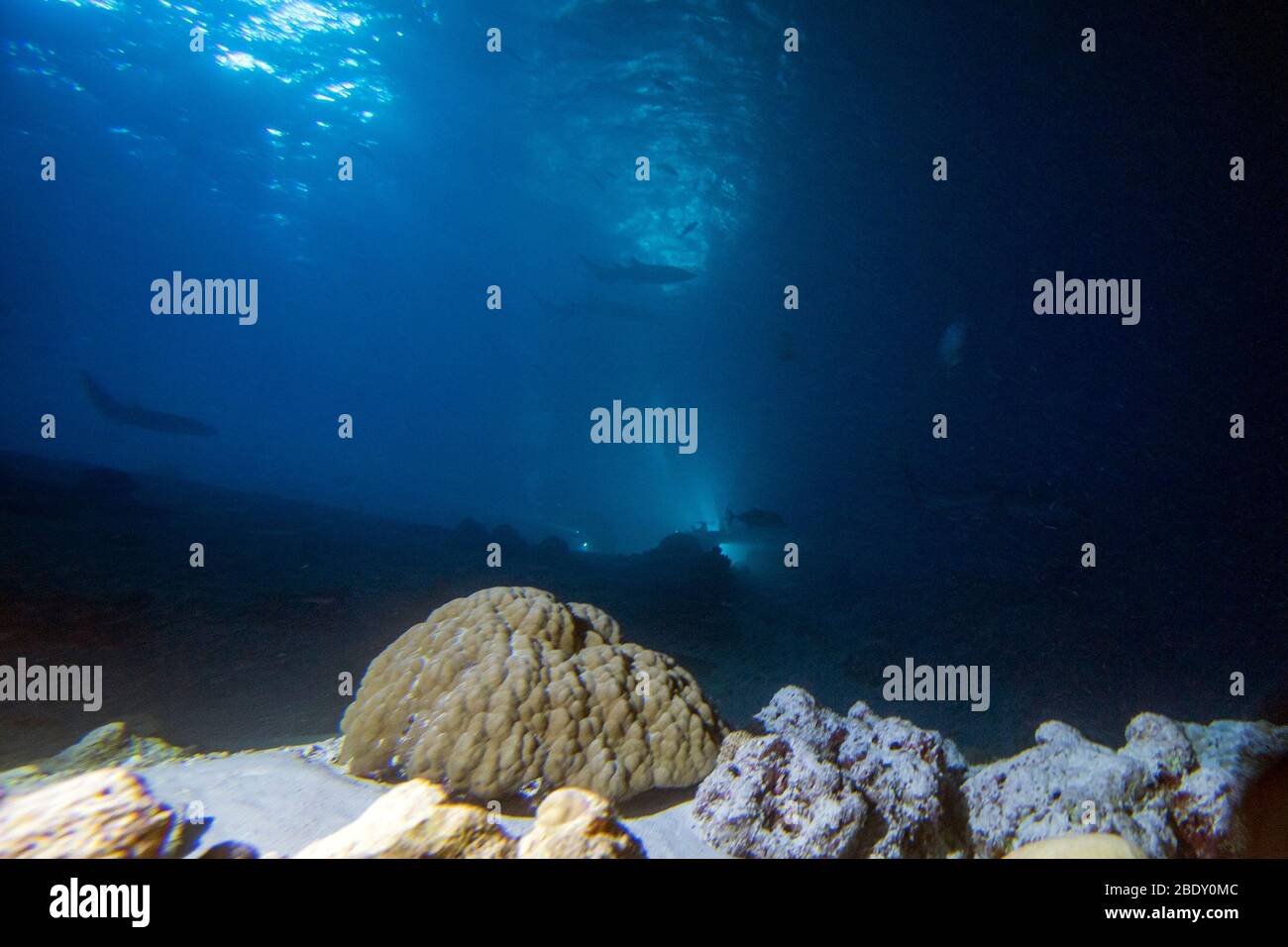 diving with nurse shark at night on alimatha maldives site Stock Photo ...