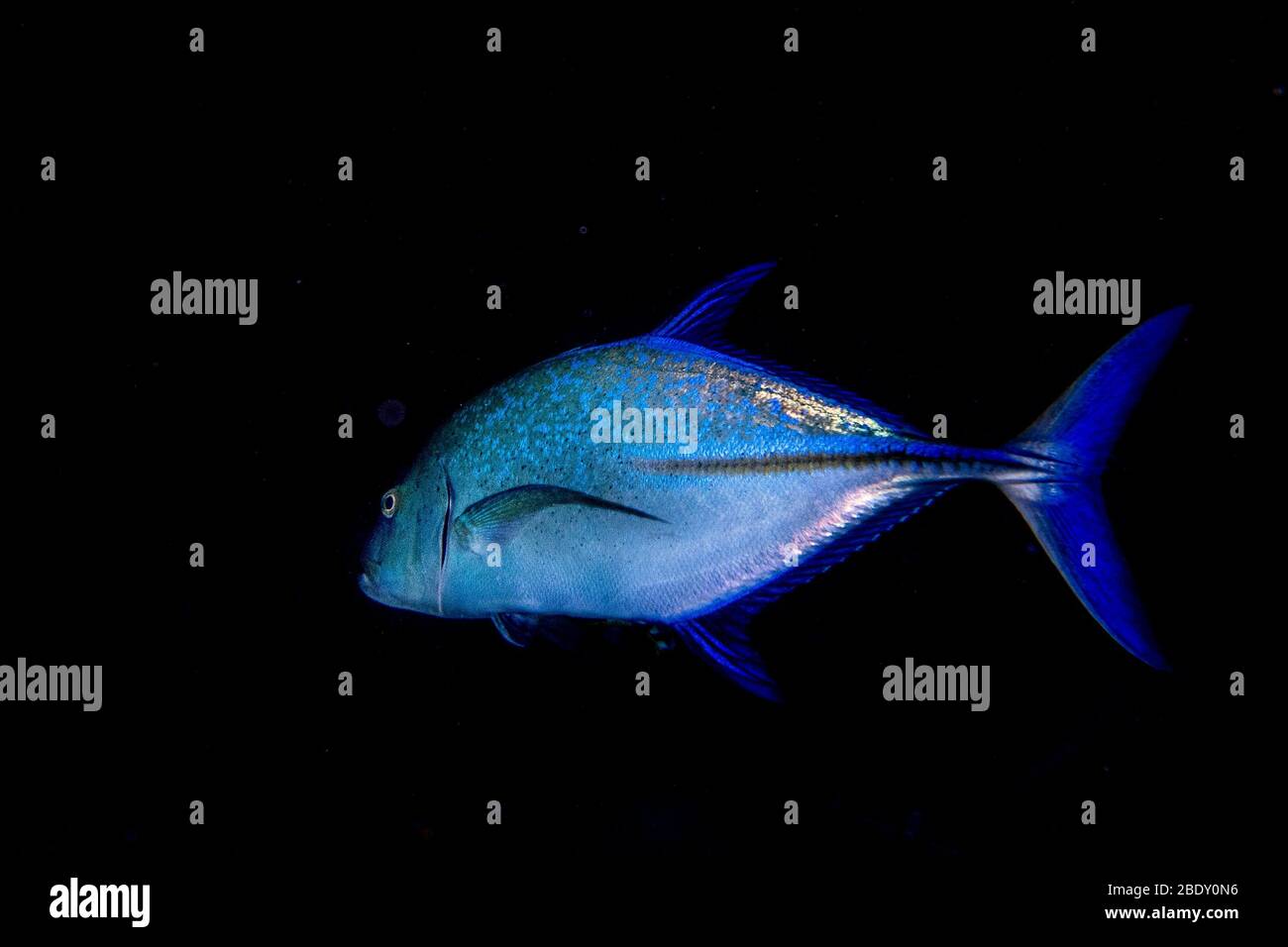 Giant trevally caranx fish on the black night dive background Stock ...