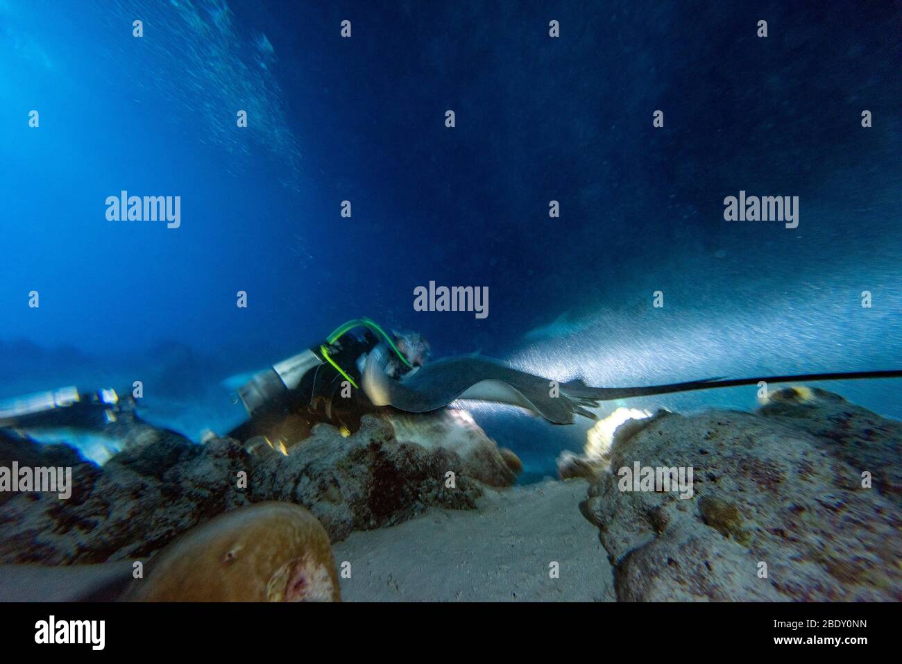 diving with nurse shark at night on alimatha maldives site Stock Photo ...