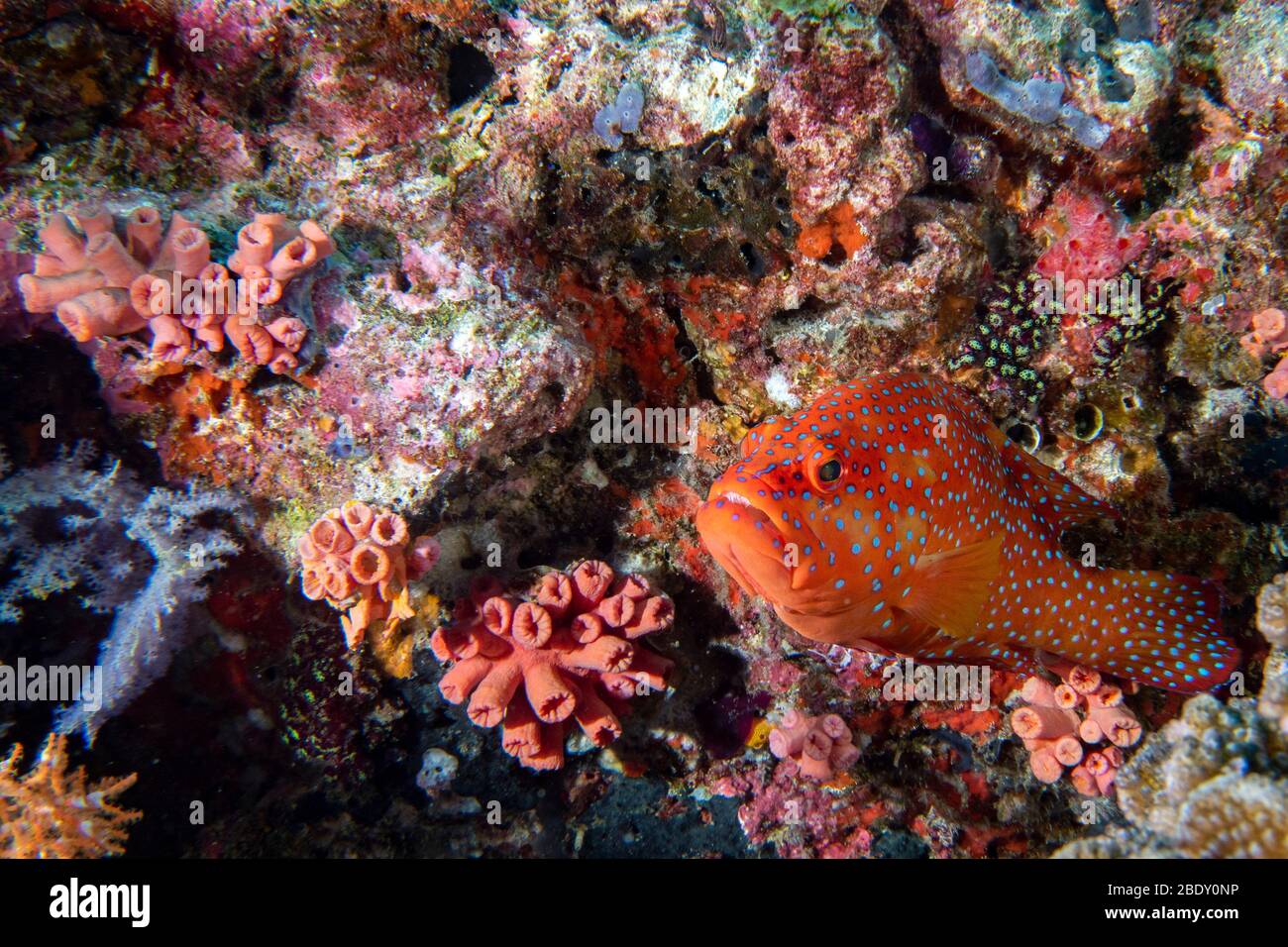 Oceanic colorful red grouper on the reef background Stock Photo - Alamy