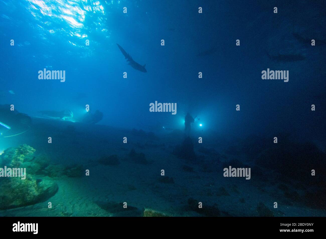 diving with nurse shark at night on alimatha maldives site Stock Photo ...