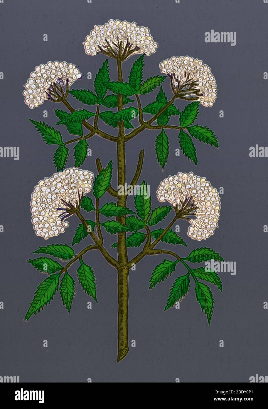 Common Elder Tree Stock Photo - Alamy