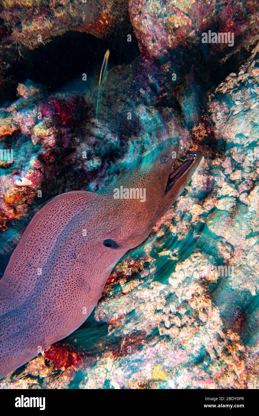twist move effect on eel mooray portrait while hiding on its reef nest ...