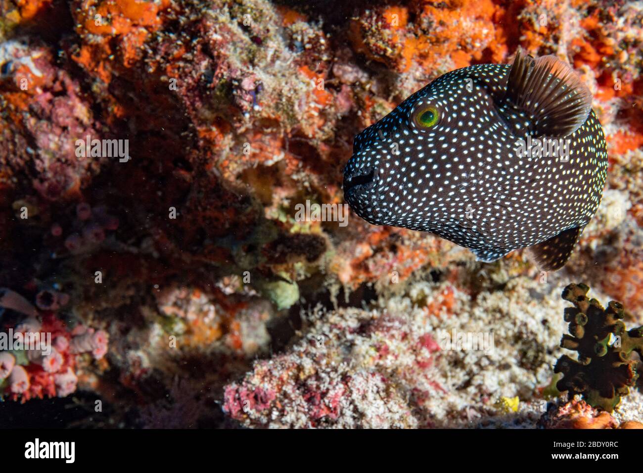 A puffer fish close up portrait Stock Photo - Alamy