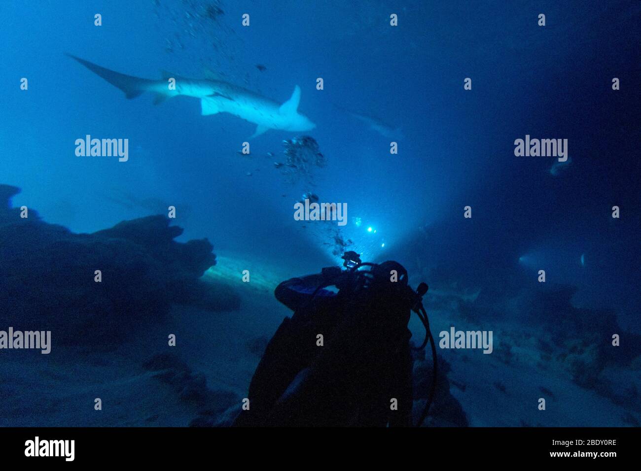 diving with nurse shark at night on alimatha maldives site Stock Photo ...