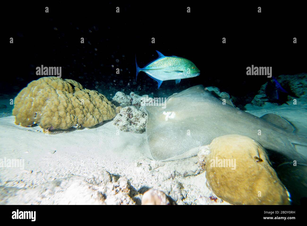 parsnip stingray fish while diving maldive Stock Photo - Alamy