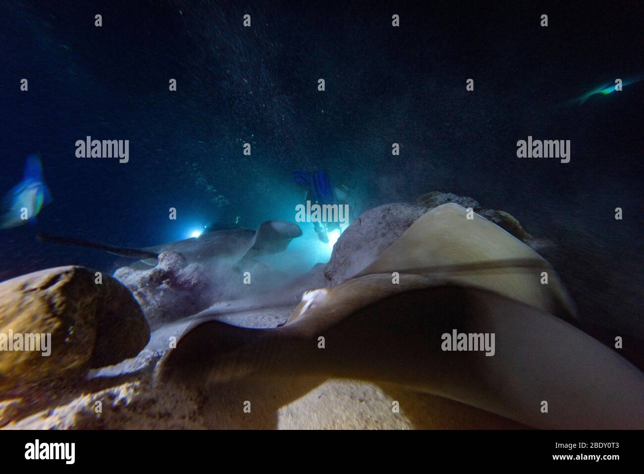 diving with nurse shark and sting ray at night on alimatha maldives ...