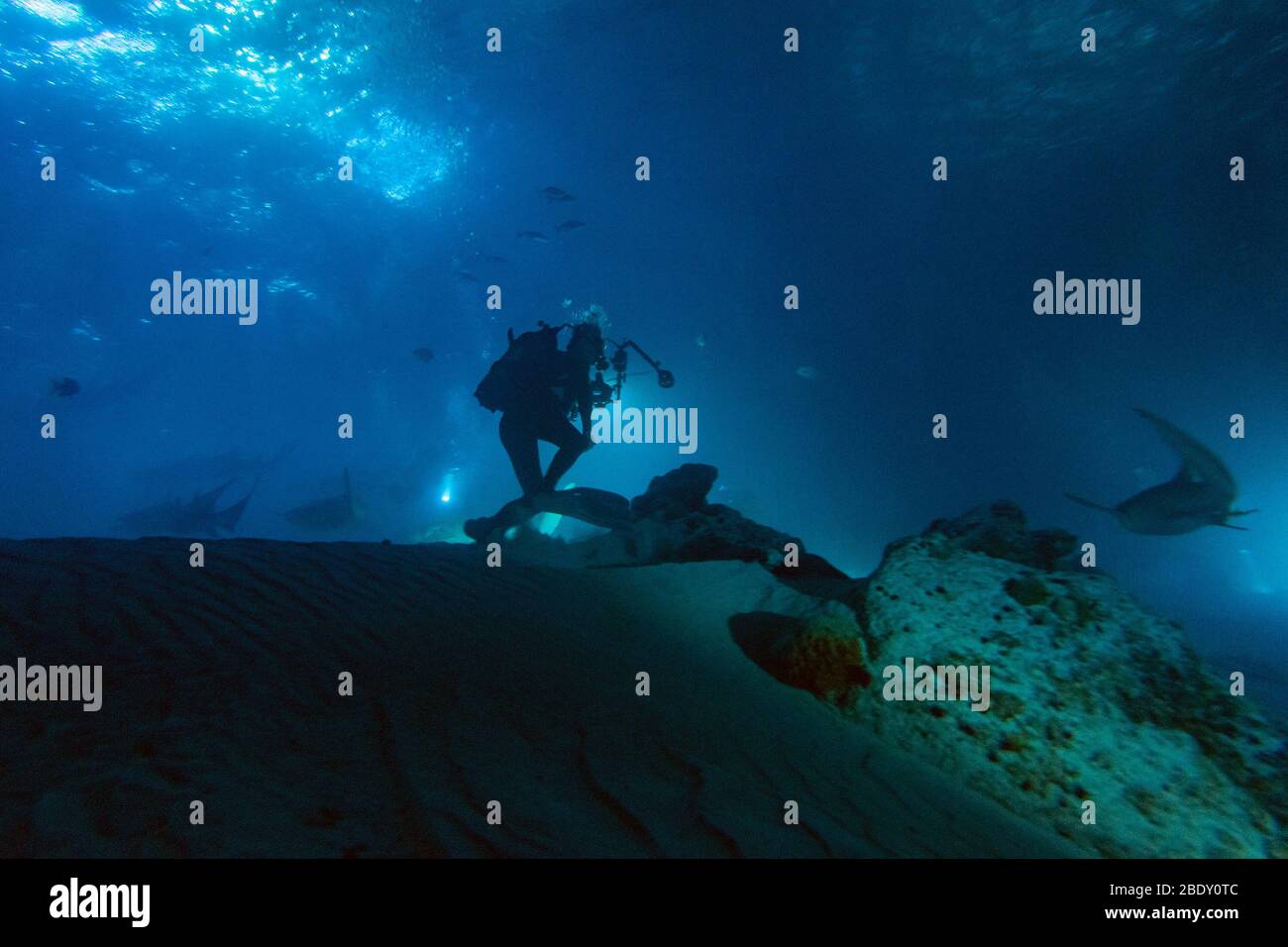 diving with nurse shark at night on alimatha maldives site Stock Photo ...