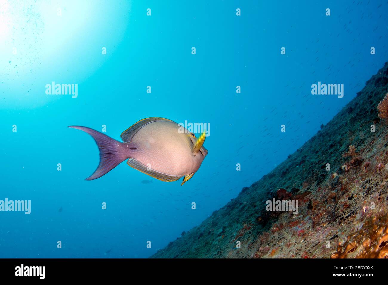 surgeon fish in the blue while diving in maldives Stock Photo - Alamy