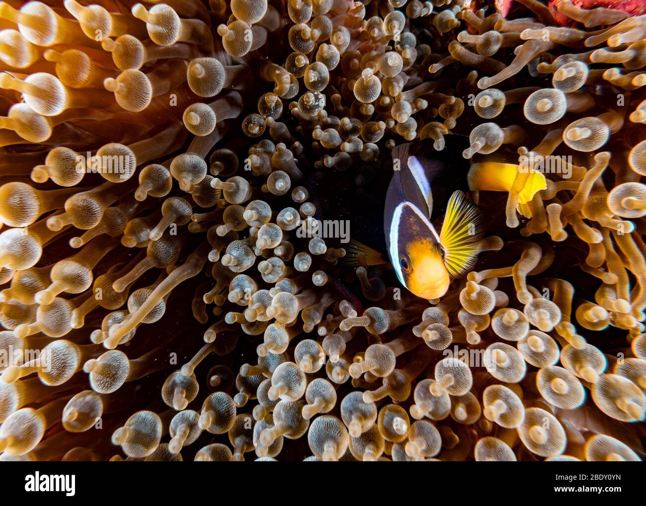Clown fish portait while looking at you from anemone tentacles move ...