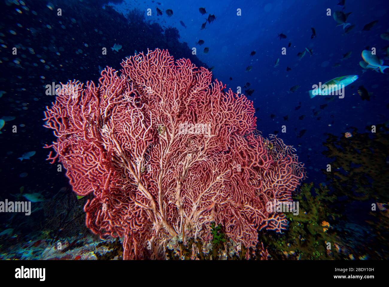 giant gorgonia while diving indonesia Stock Photo - Alamy