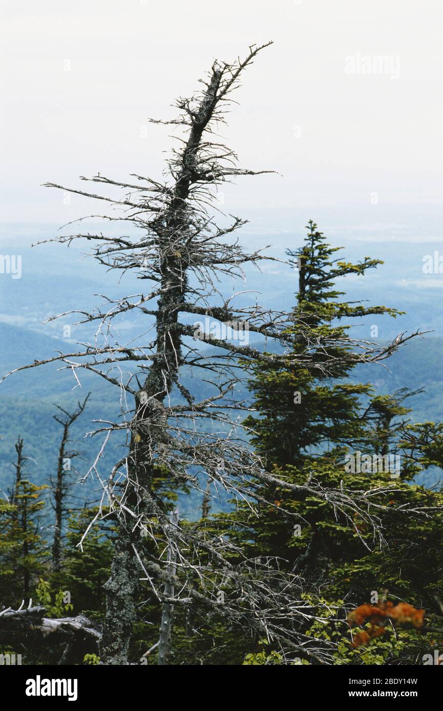 Forest damaged by acid rain hi-res stock photography and images - Alamy