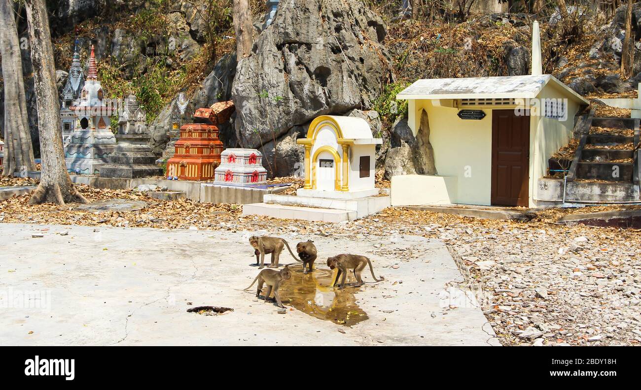 Baby animals puddle hi-res stock photography and images - Alamy