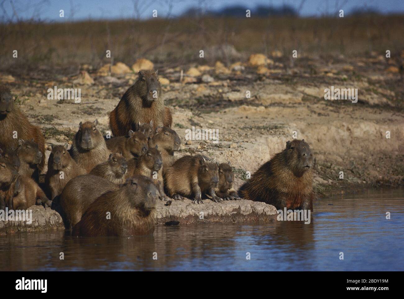 Young capybaras hi-res stock photography and images - Alamy